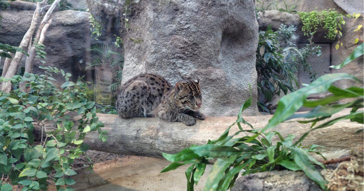 【神戸どうぶつ王国】動物がすぐ目の前！大人も子どもも楽しめる体験型動物園 | モリーの神戸ブログ
